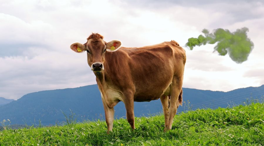 Učenje krav, da bodo prdele v kotu hleva?! Gospod Štalc pravi, da bodo ...