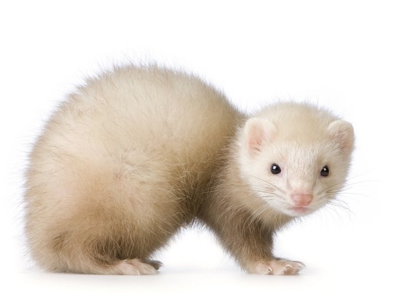 Pogrešajo dihurja Didija