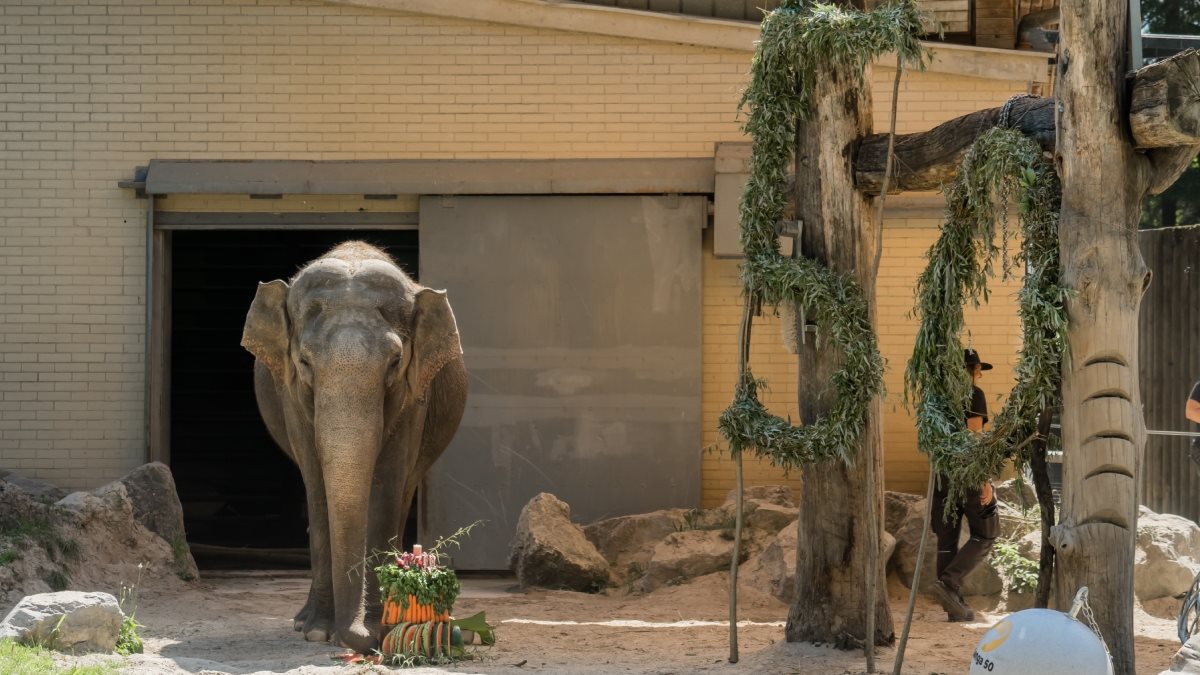 Video: Ganga praznuje 50. rojstni dan: Lubenice, žoga in knjiga