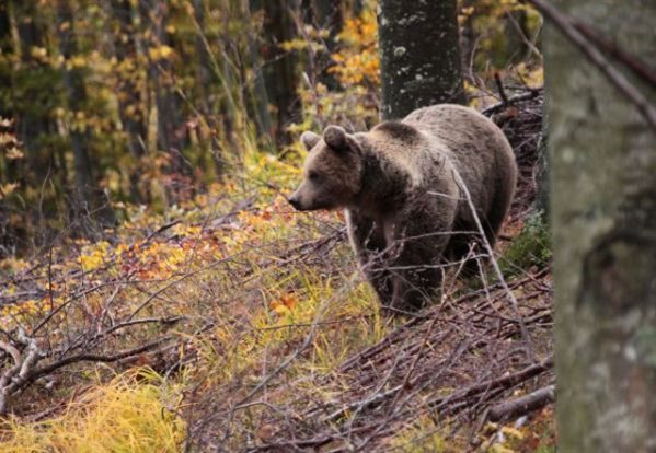 Za manj konfliktov z medvedi