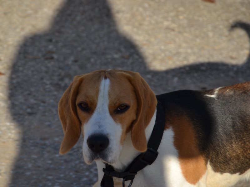 Izgubil se je pes beagle